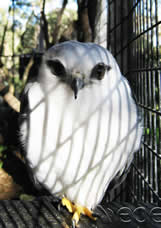 Lightning Fence Dropper Product Guide May 2022