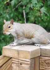 Lightning Fence Dropper Product Guide May 2022